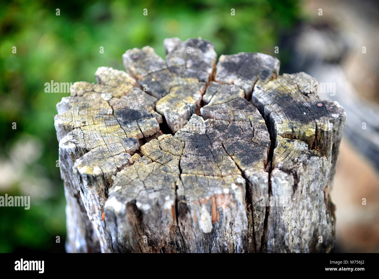 very old Stump wood post Stock Photo - Alamy
