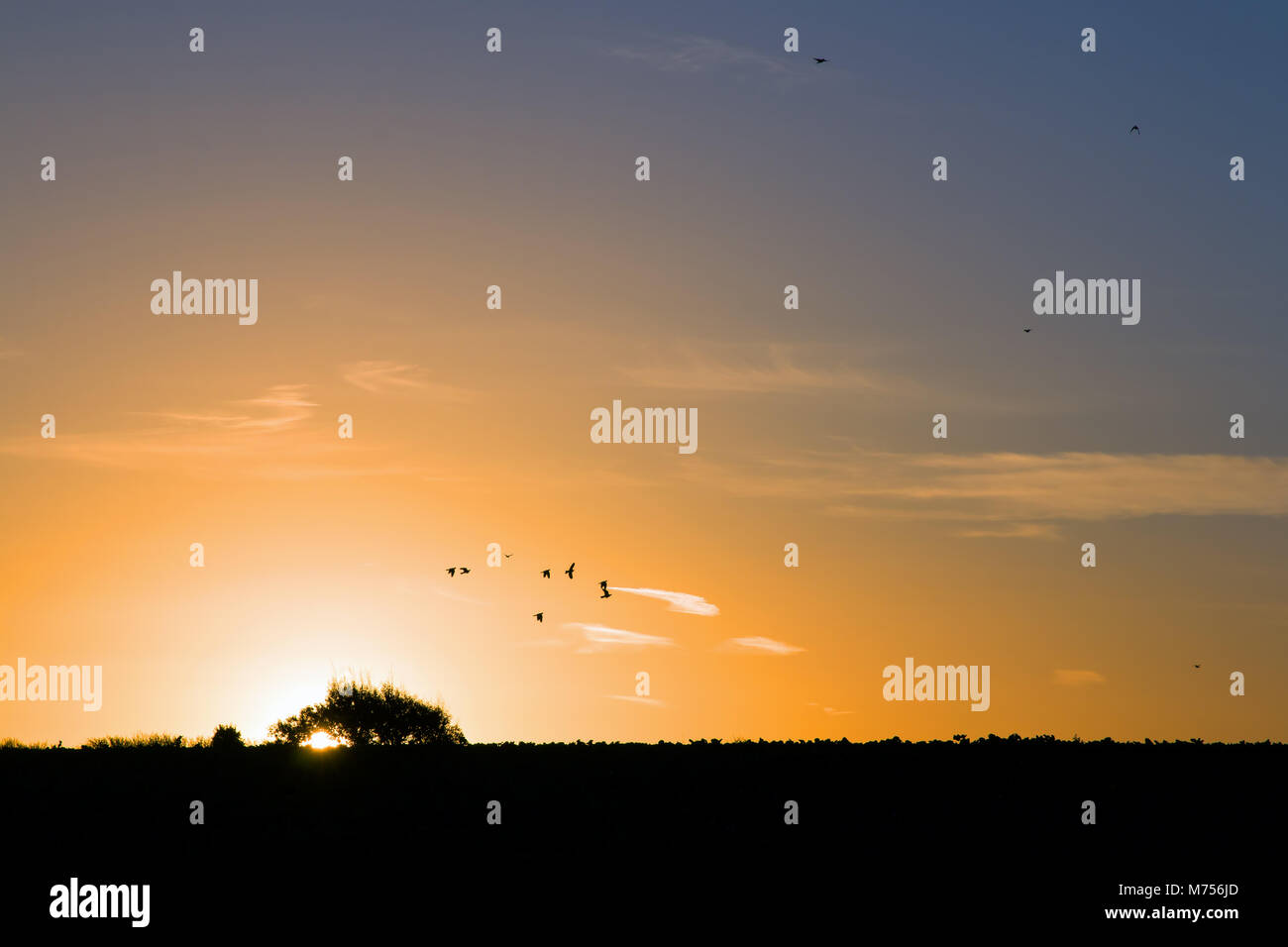 Bird flying behind trees hi-res stock photography and images - Alamy