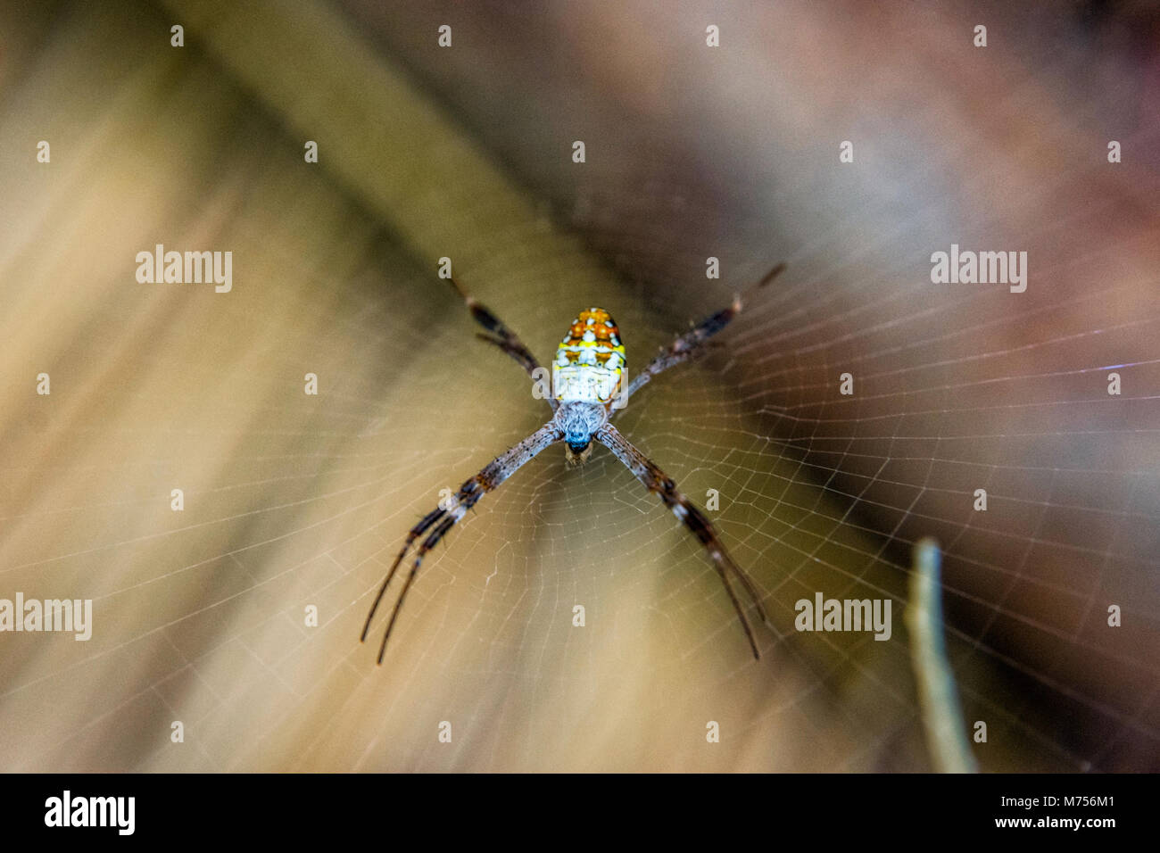Spider with pattern hi-res stock photography and images - Alamy