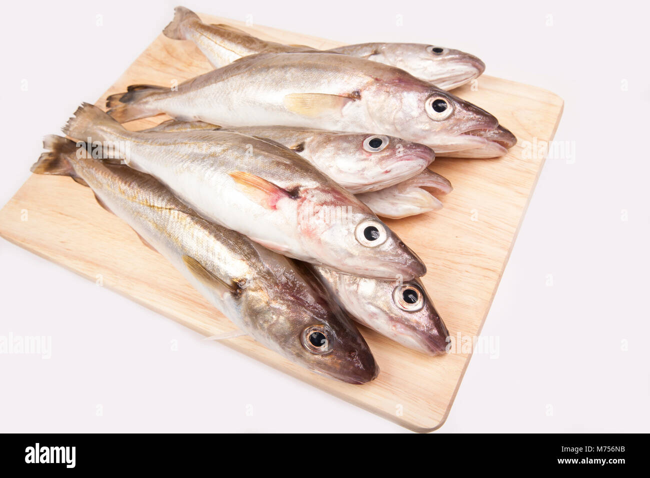 Whiting-Merlangius merlangus- caught from Chesil beach in Dorset UK ...