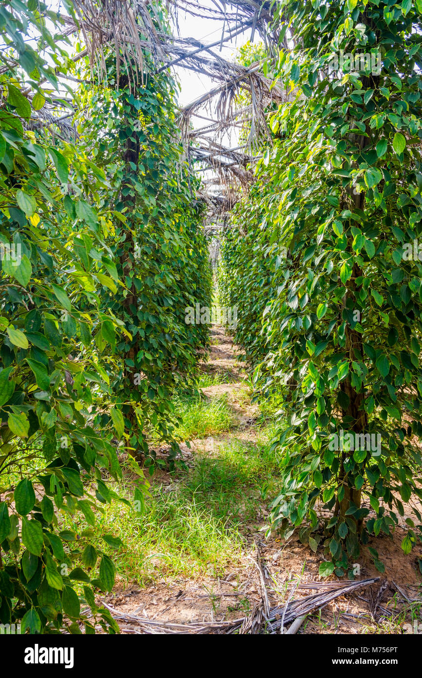 Kampot pepper farm, pepper plant growing, Kampot, Cambodia Stock Photo ...
