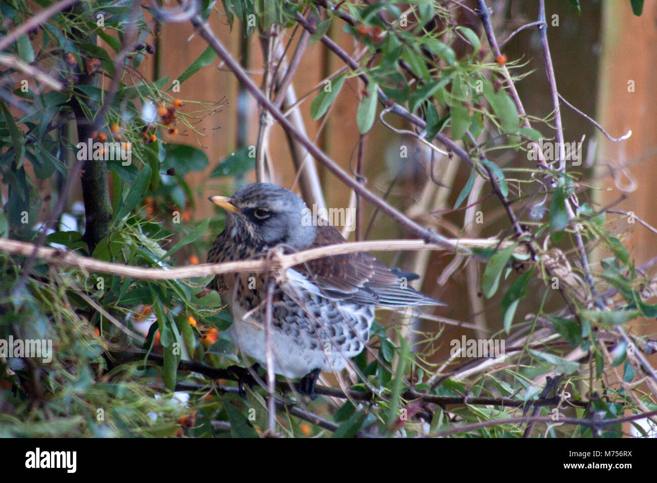 Fieldfare Birds in Garden Stock Photo - Alamy