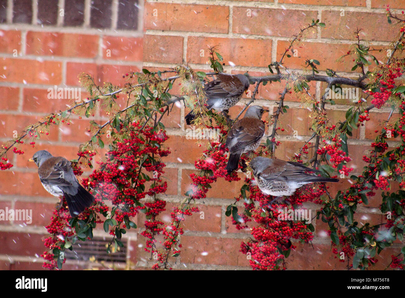 Fieldfare Birds in Garden Stock Photo - Alamy
