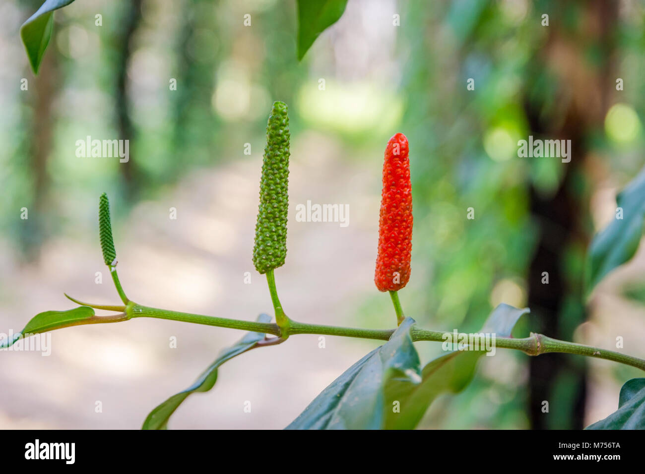 Long pepper hi-res stock photography and images - Alamy
