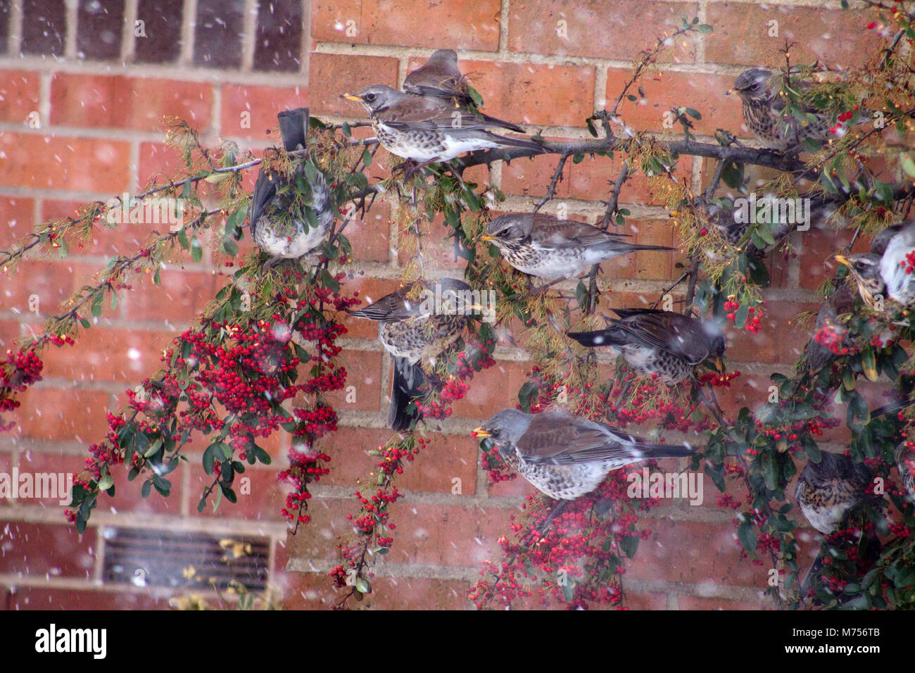 Fieldfare Birds in Garden Stock Photo - Alamy