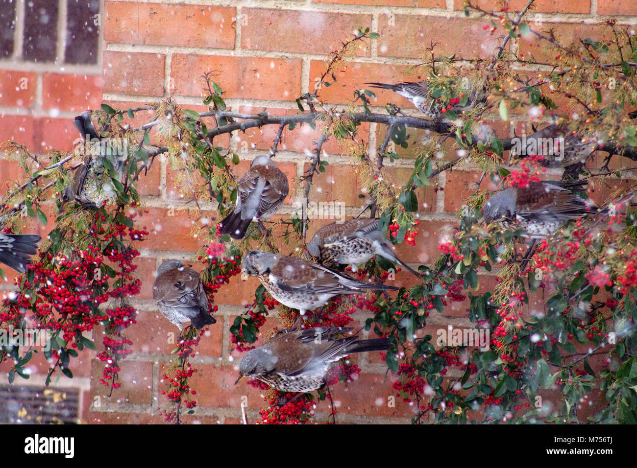 Fieldfare Birds in Garden Stock Photo - Alamy