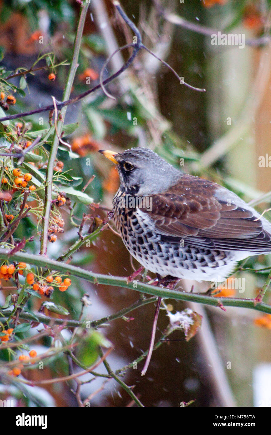 Birds in garden hi-res stock photography and images - Alamy