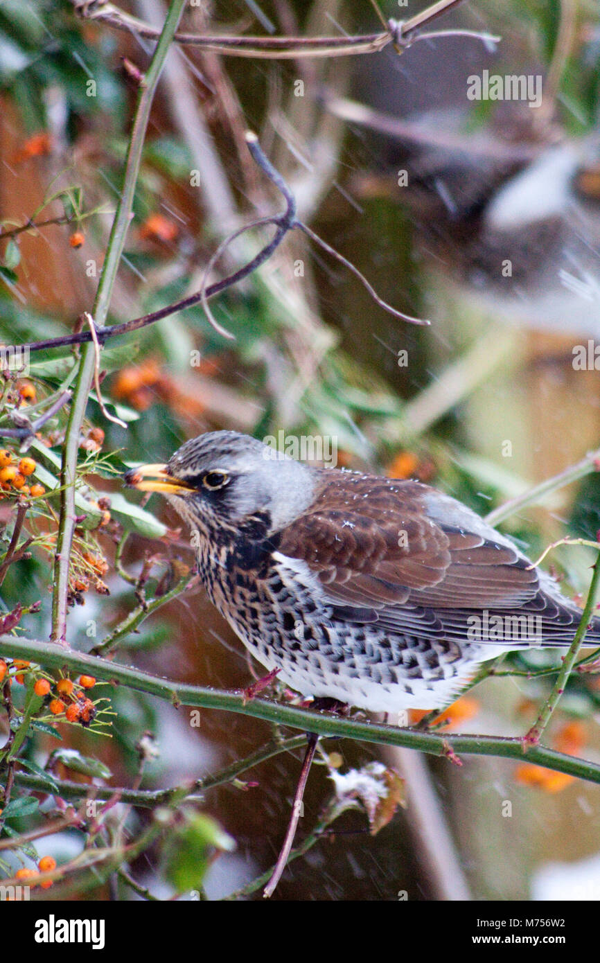 Fieldfare Birds in Garden Stock Photo - Alamy