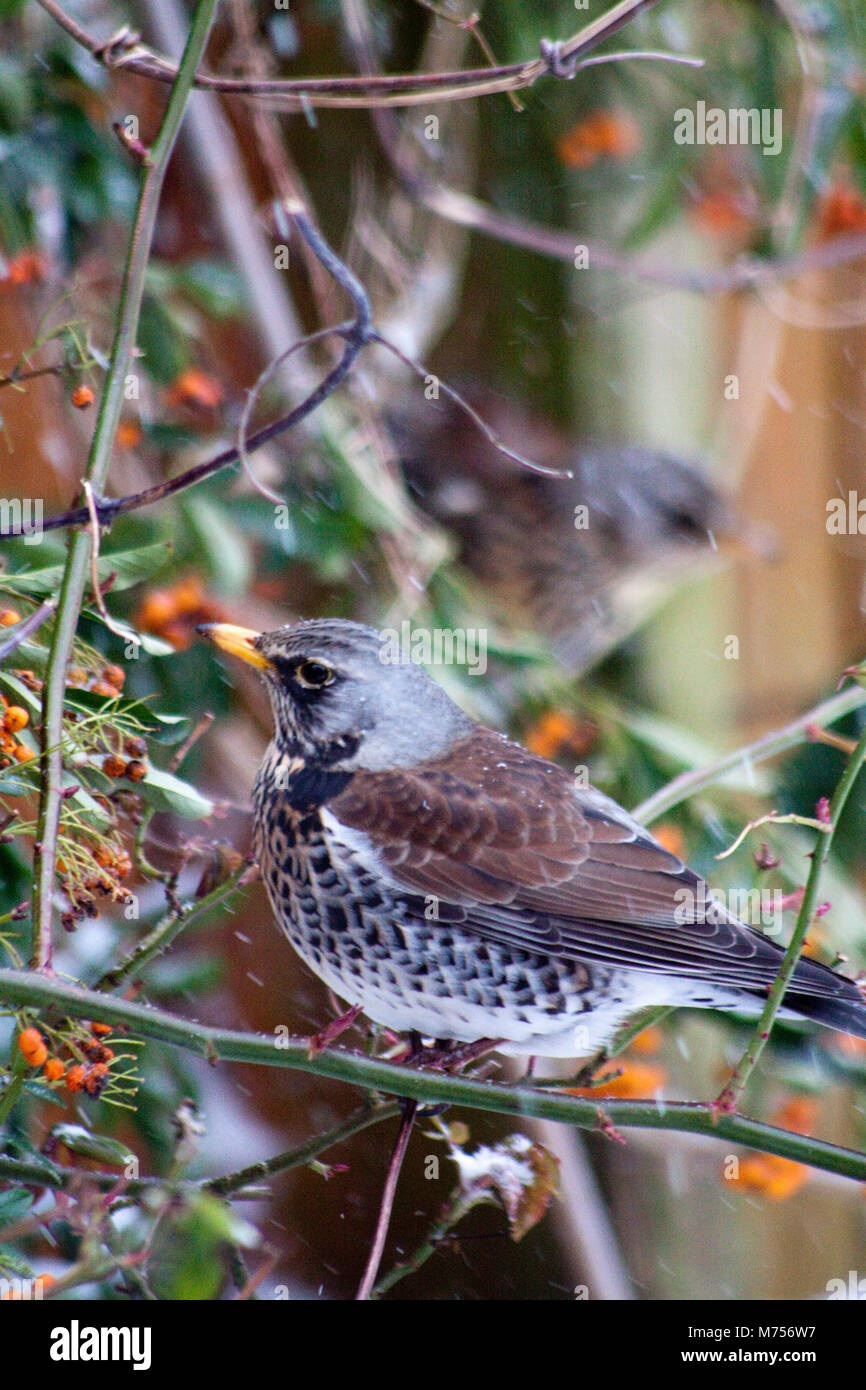 Fieldfare Birds in Garden Stock Photo - Alamy