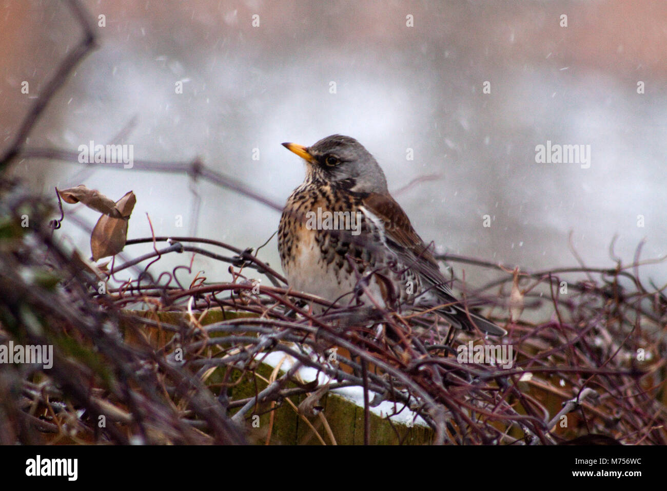 Fieldfare with copyspace hi-res stock photography and images - Alamy