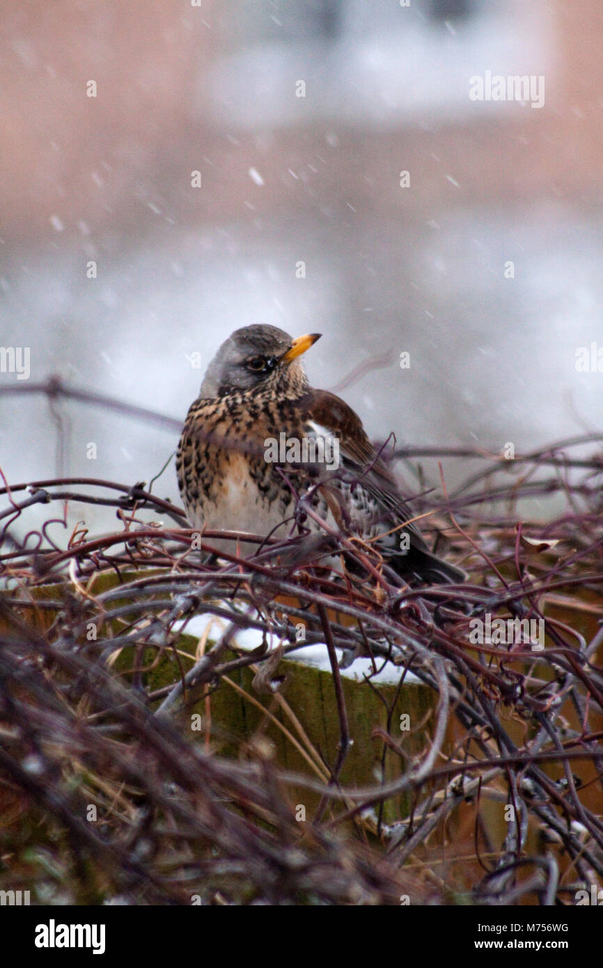 Fieldfare Birds in Garden Stock Photo - Alamy
