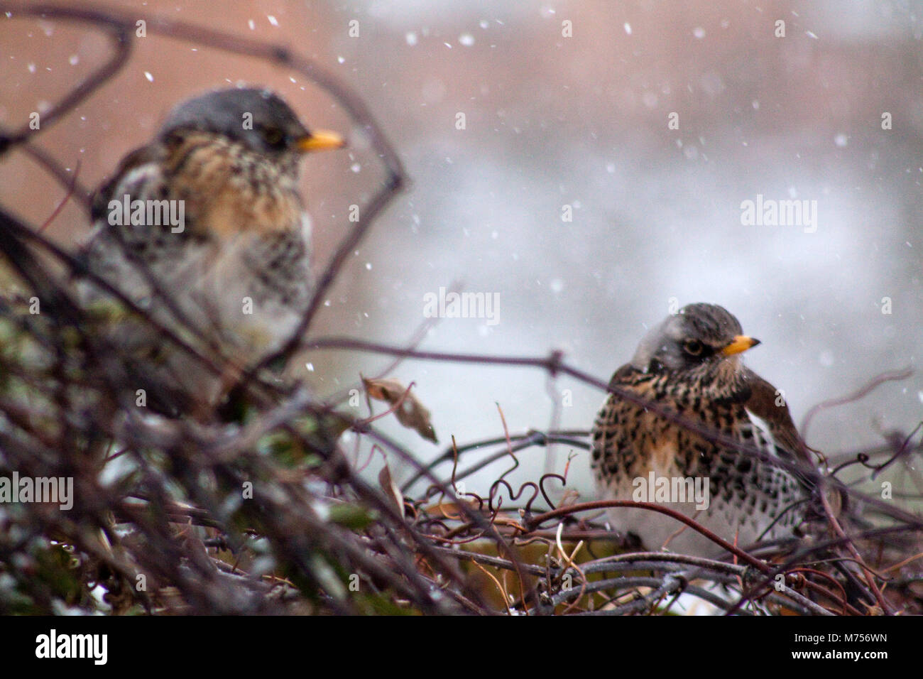 Fieldfare Birds in Garden Stock Photo - Alamy
