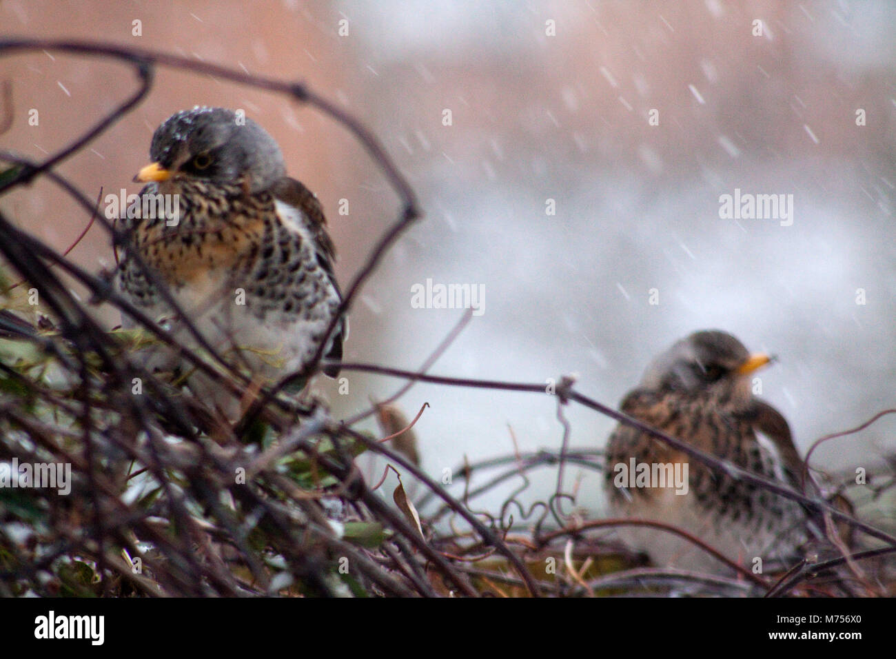 Fieldfare Birds in Garden Stock Photo - Alamy