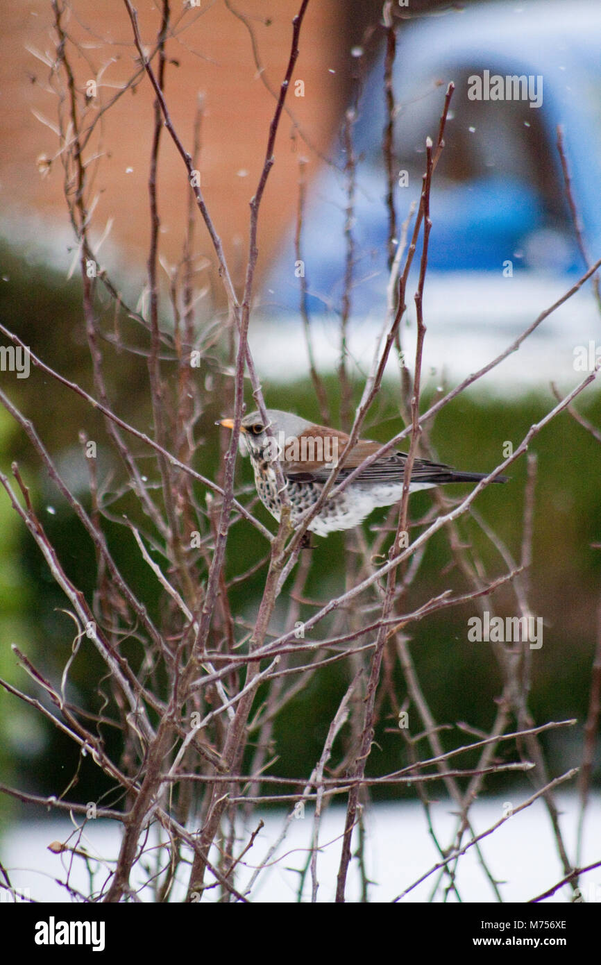 Fieldfare Birds in Garden Stock Photo - Alamy