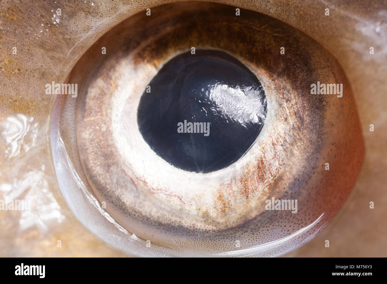 Cod-Gadus Morhua-The eye of a cod caught beach fishing from Chesil ...