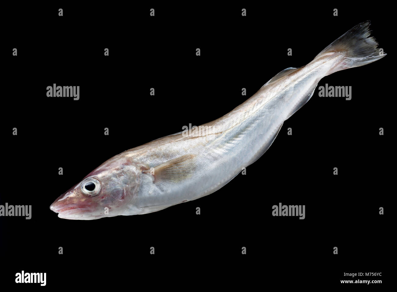A Whiting-Merlangius merlangus-on a black background. They were once ...