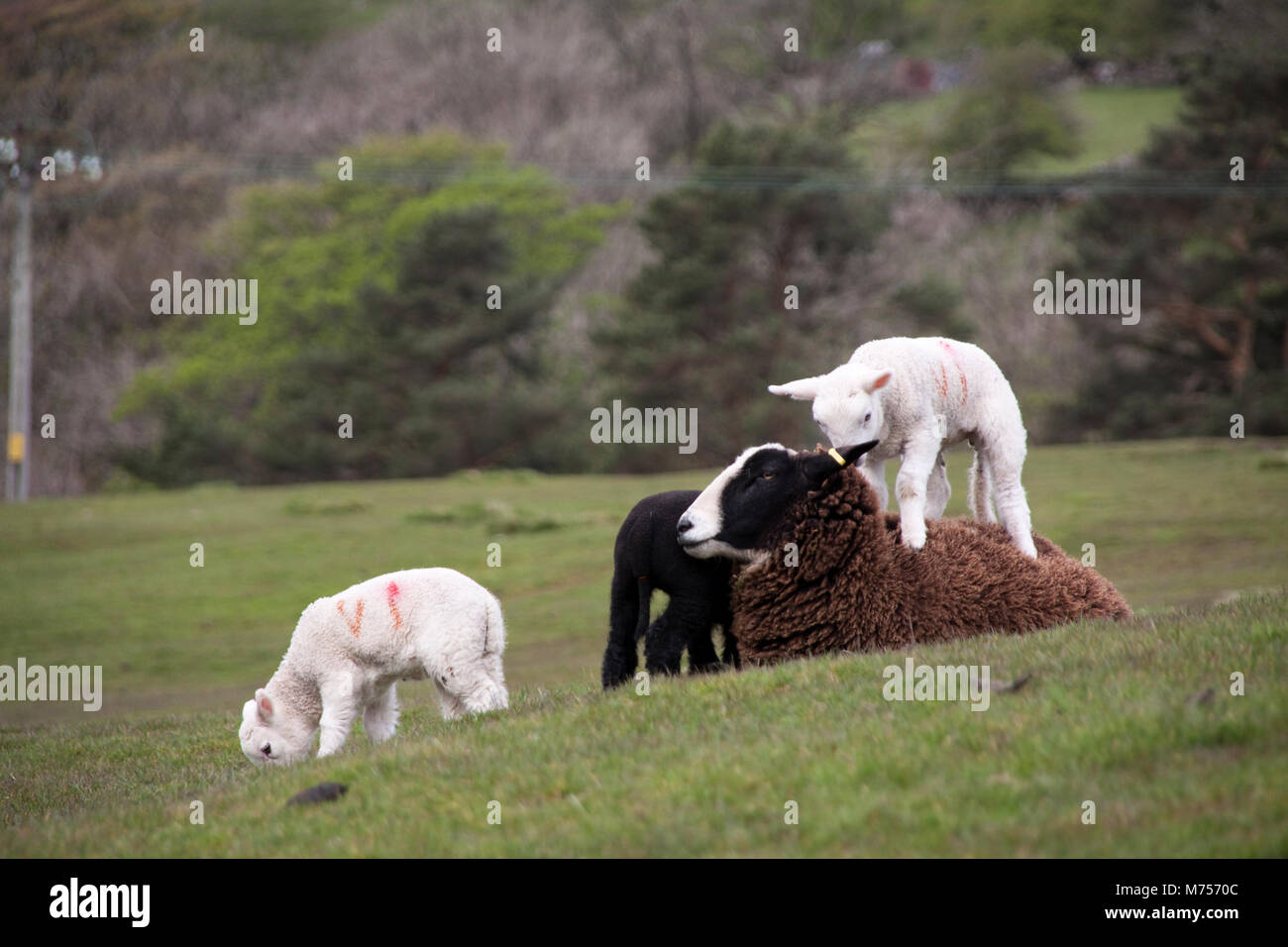 Lambs playing in Field Stock Photo - Alamy