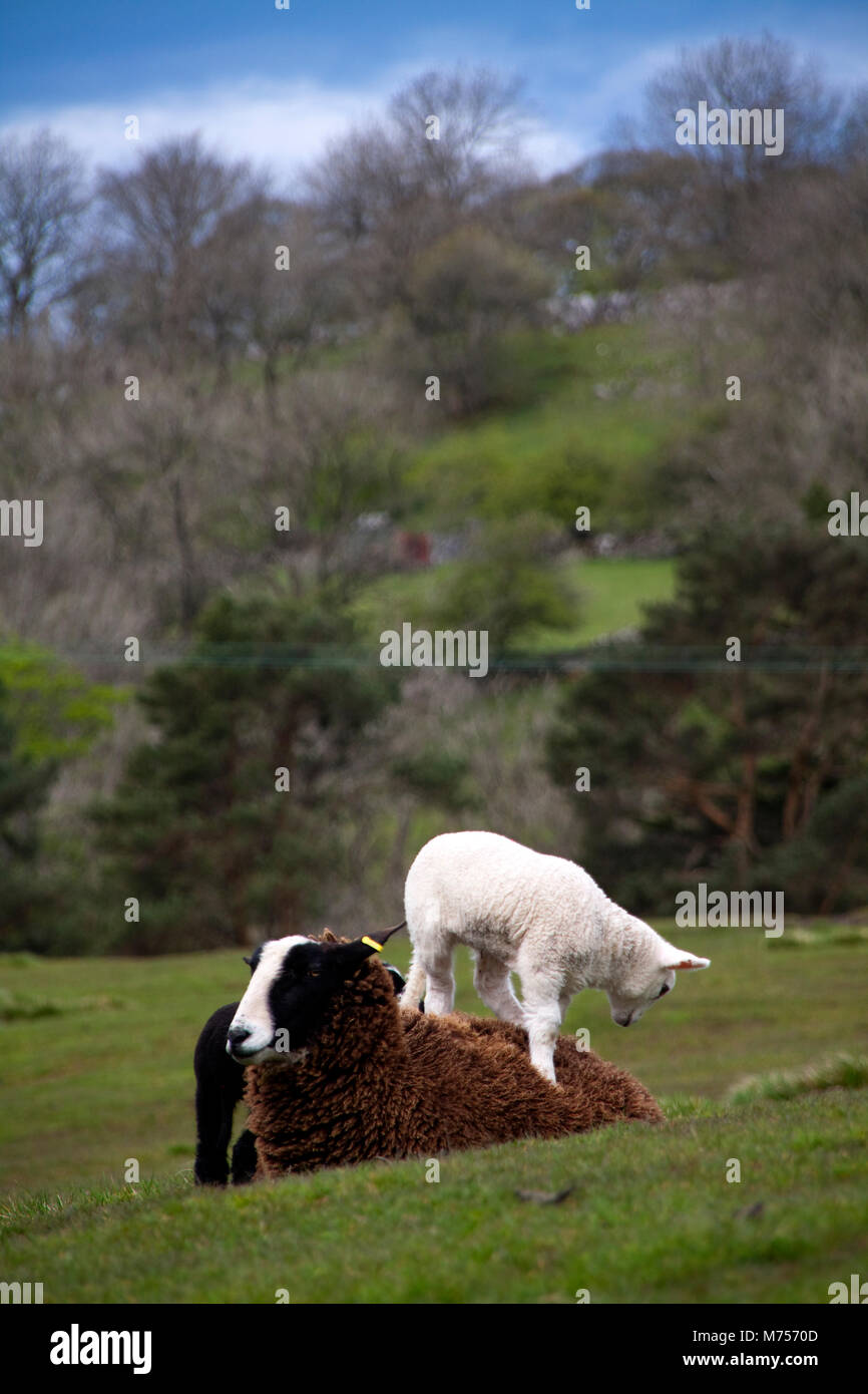 Lambs playing in Field Stock Photo - Alamy