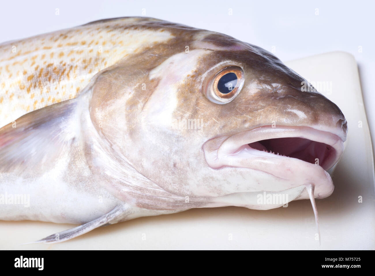 Cod caught beach casting hi-res stock photography and images - Alamy