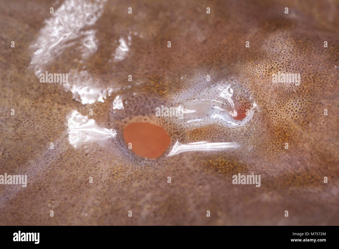 Nasal opening fish hi-res stock photography and images - Alamy