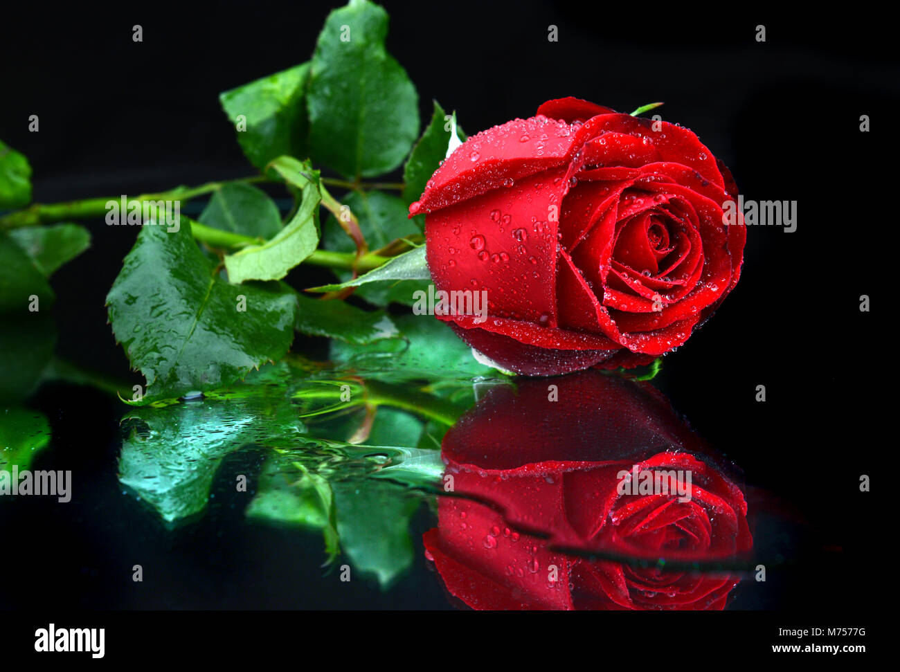 valentine single beautiful rose with fresh water drop Stock Photo - Alamy