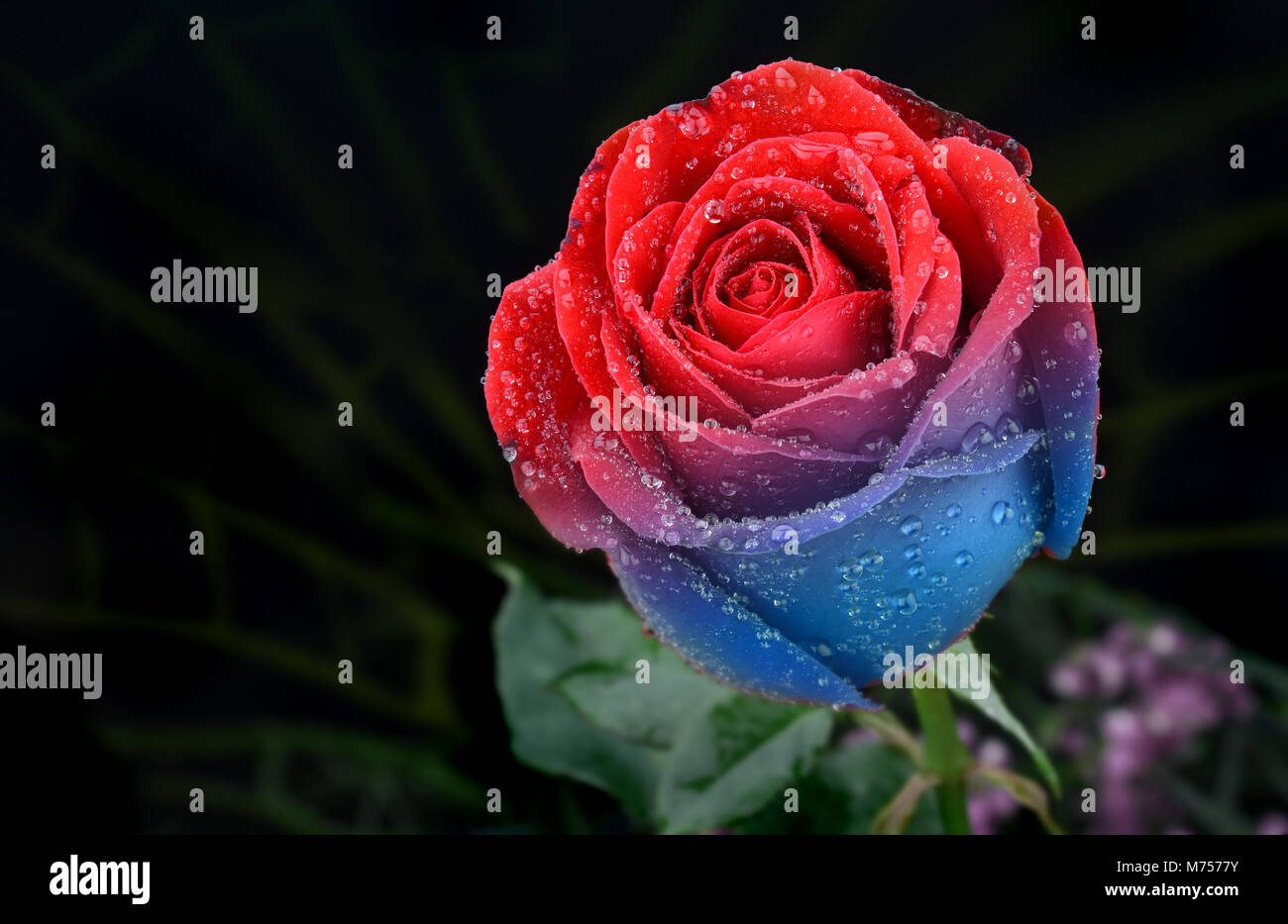 valentine single beautiful rose with fresh water drop Stock Photo - Alamy