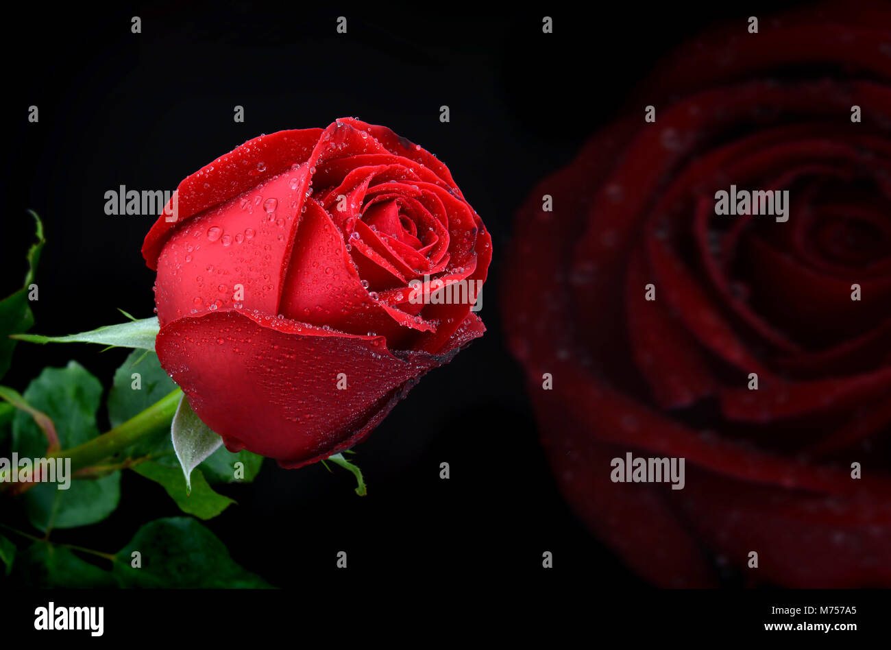 valentine single beautiful rose with fresh water drop Stock Photo - Alamy