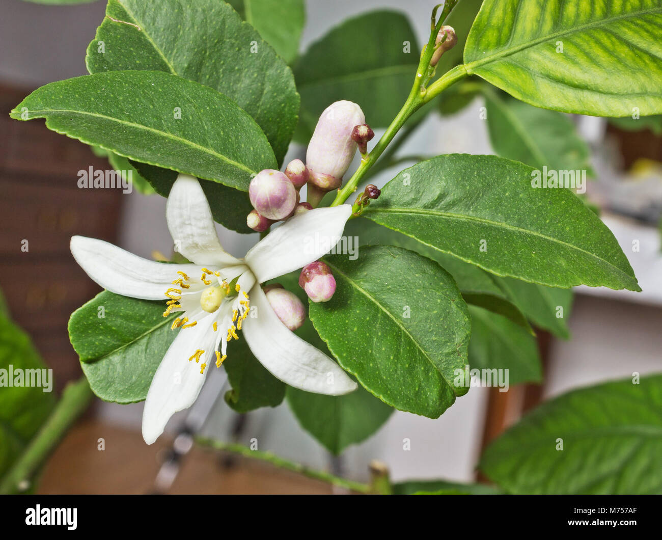 Lemon tree flowers hi-res stock photography and images - Alamy