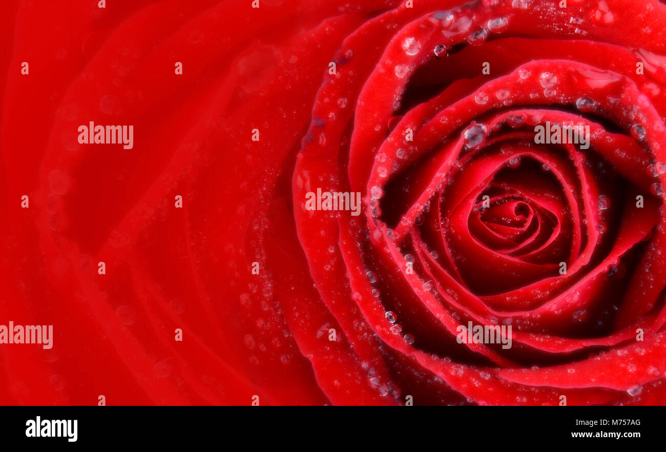 valentine single beautiful rose red space for your text Stock Photo - Alamy