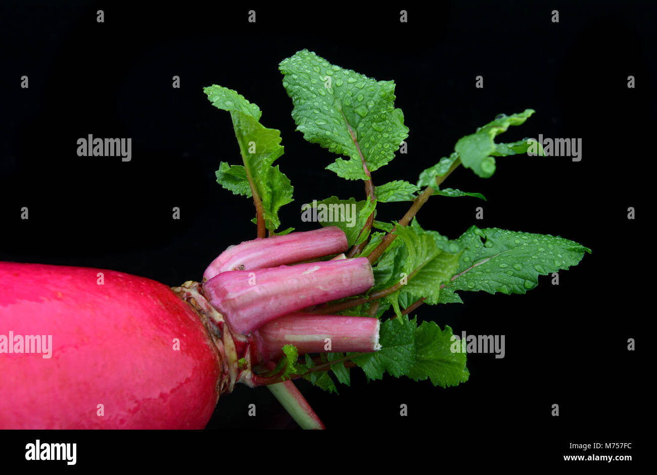 the fresh pink radish for cooking set in studio in black background ...