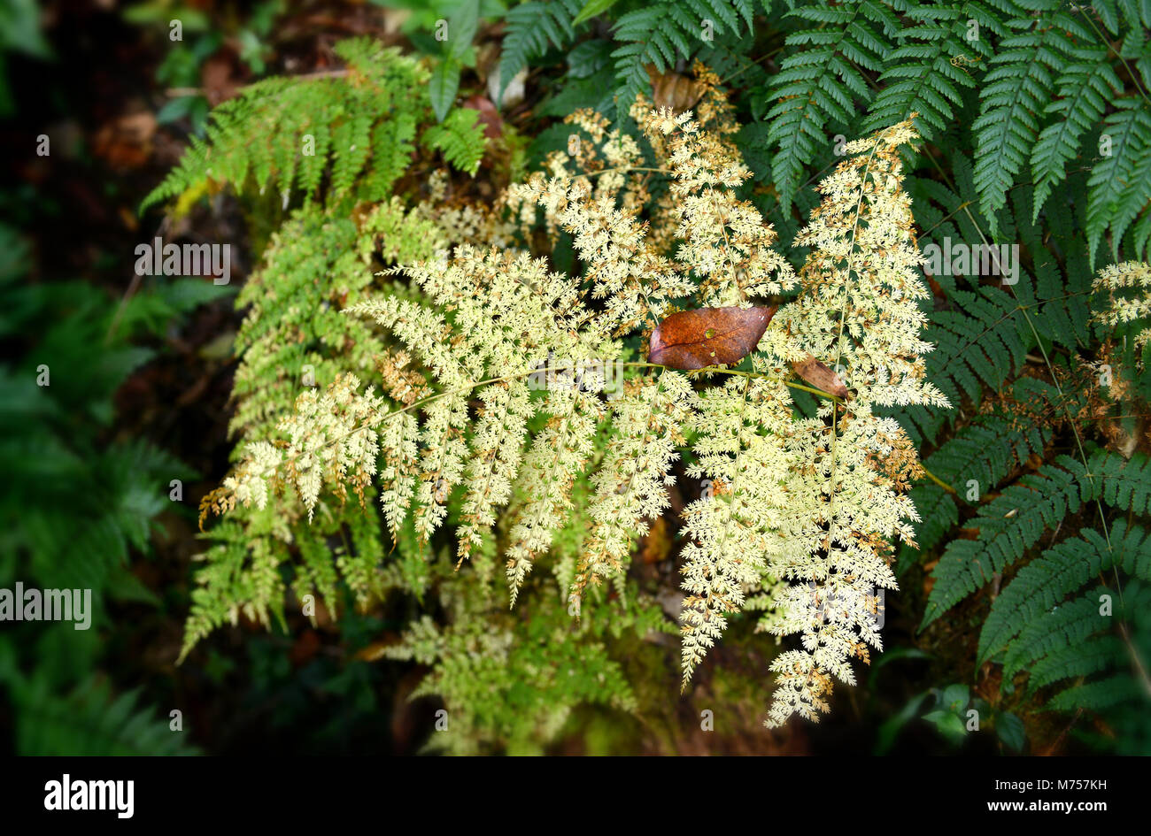 white old fern leaf in forest Stock Photo - Alamy