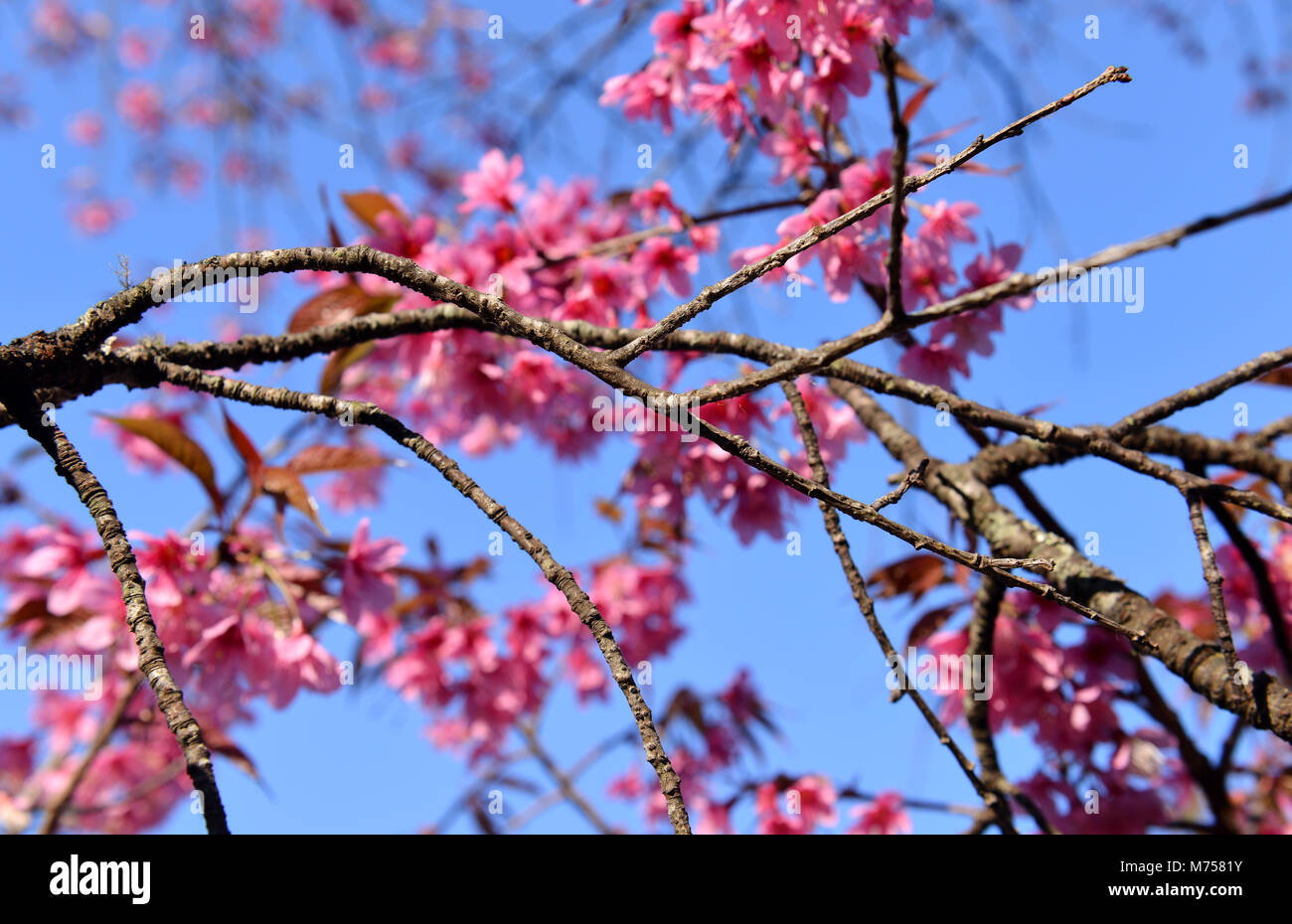 Himalayan cherry tree hi-res stock photography and images - Alamy