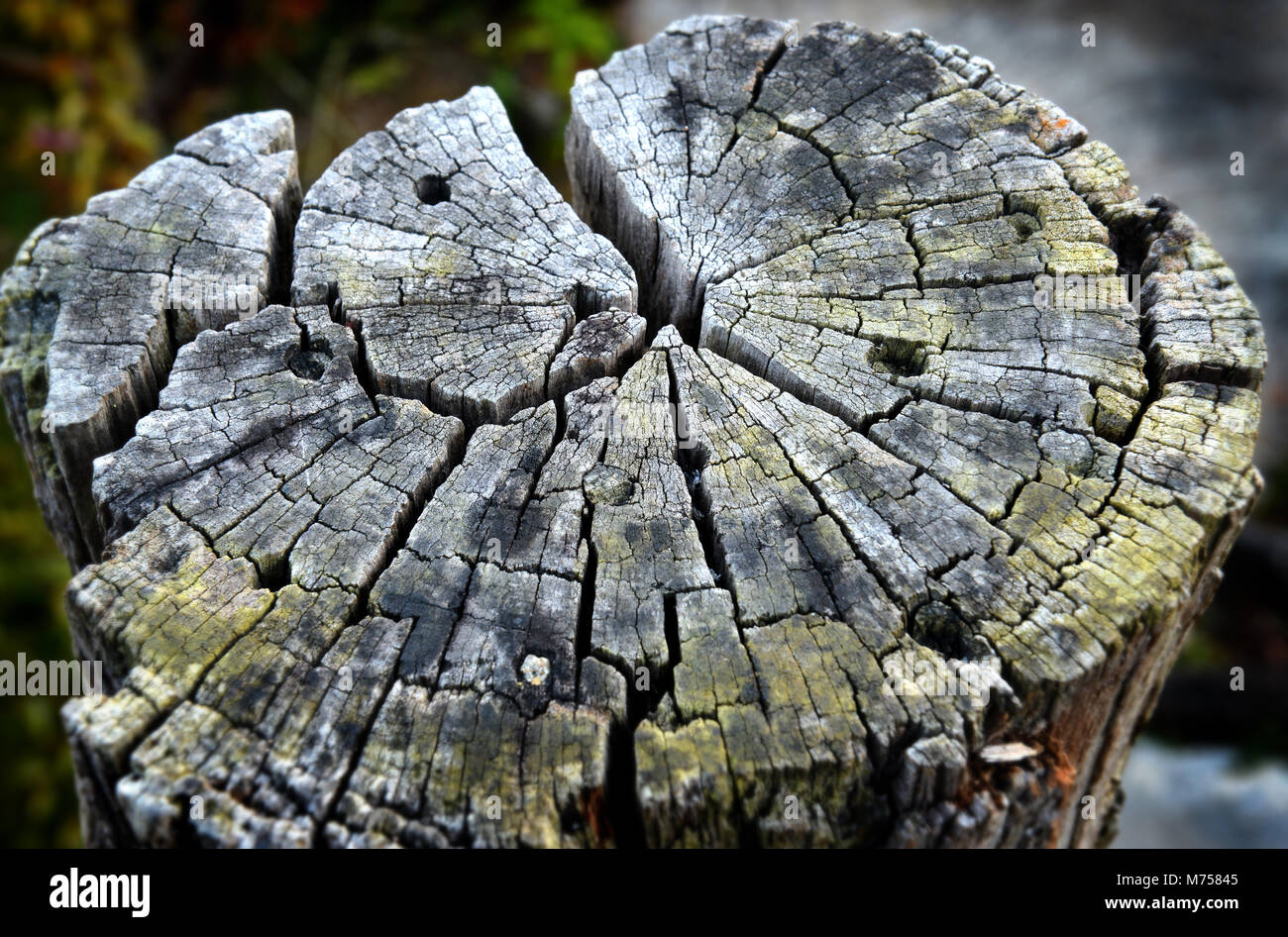 texture of very old Stump wood post Stock Photo - Alamy