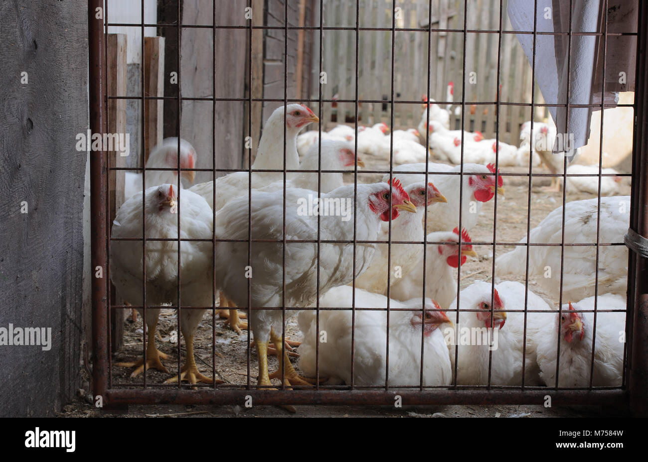 white hens in a village farm Stock Photo - Alamy