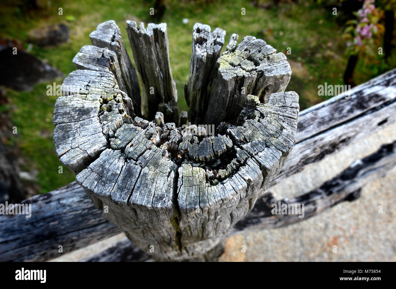 texture of very old Stump wood post Stock Photo - Alamy