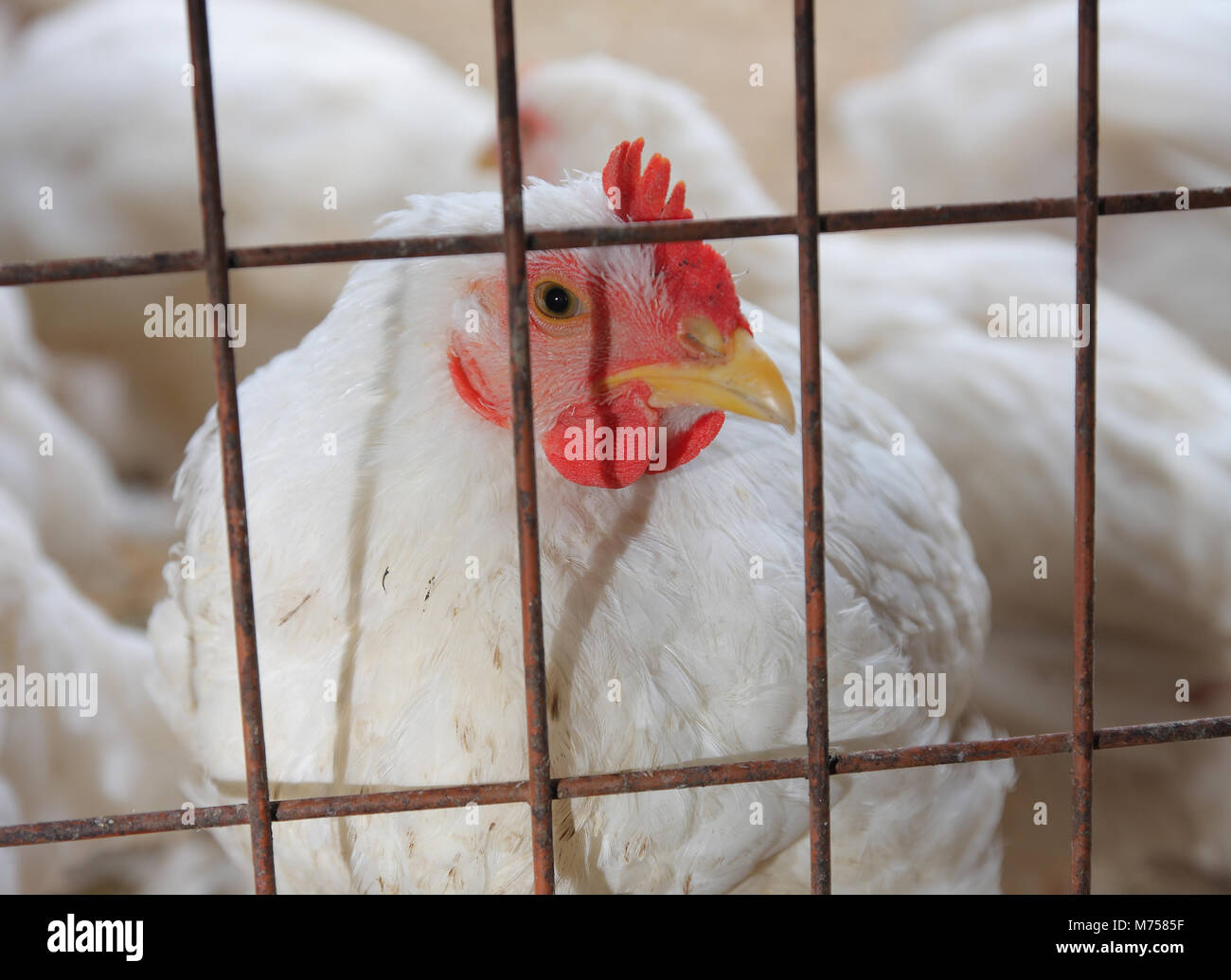 white hen in a village farm Stock Photo - Alamy
