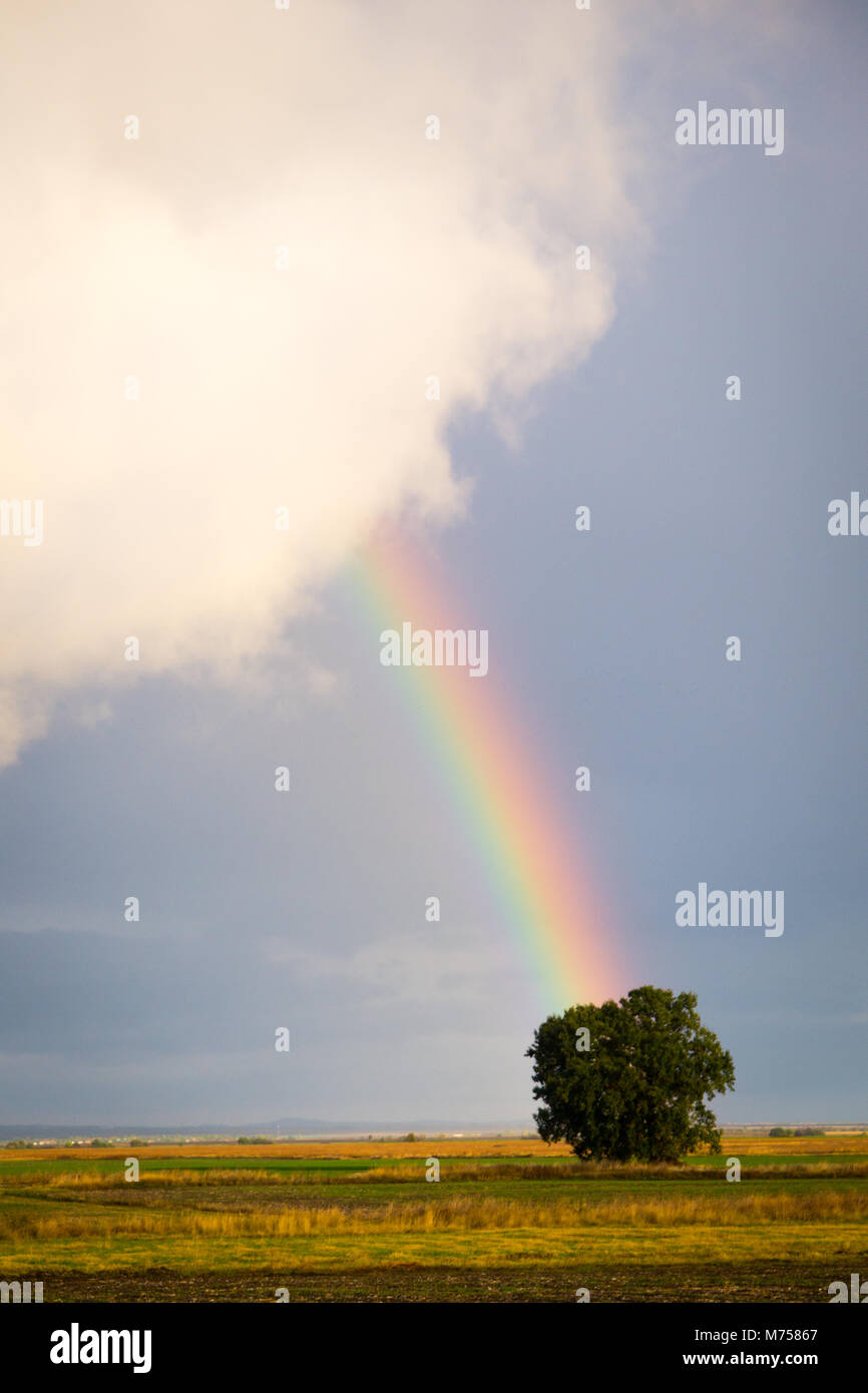 Rainbow from a cloud to single tree Stock Photo - Alamy