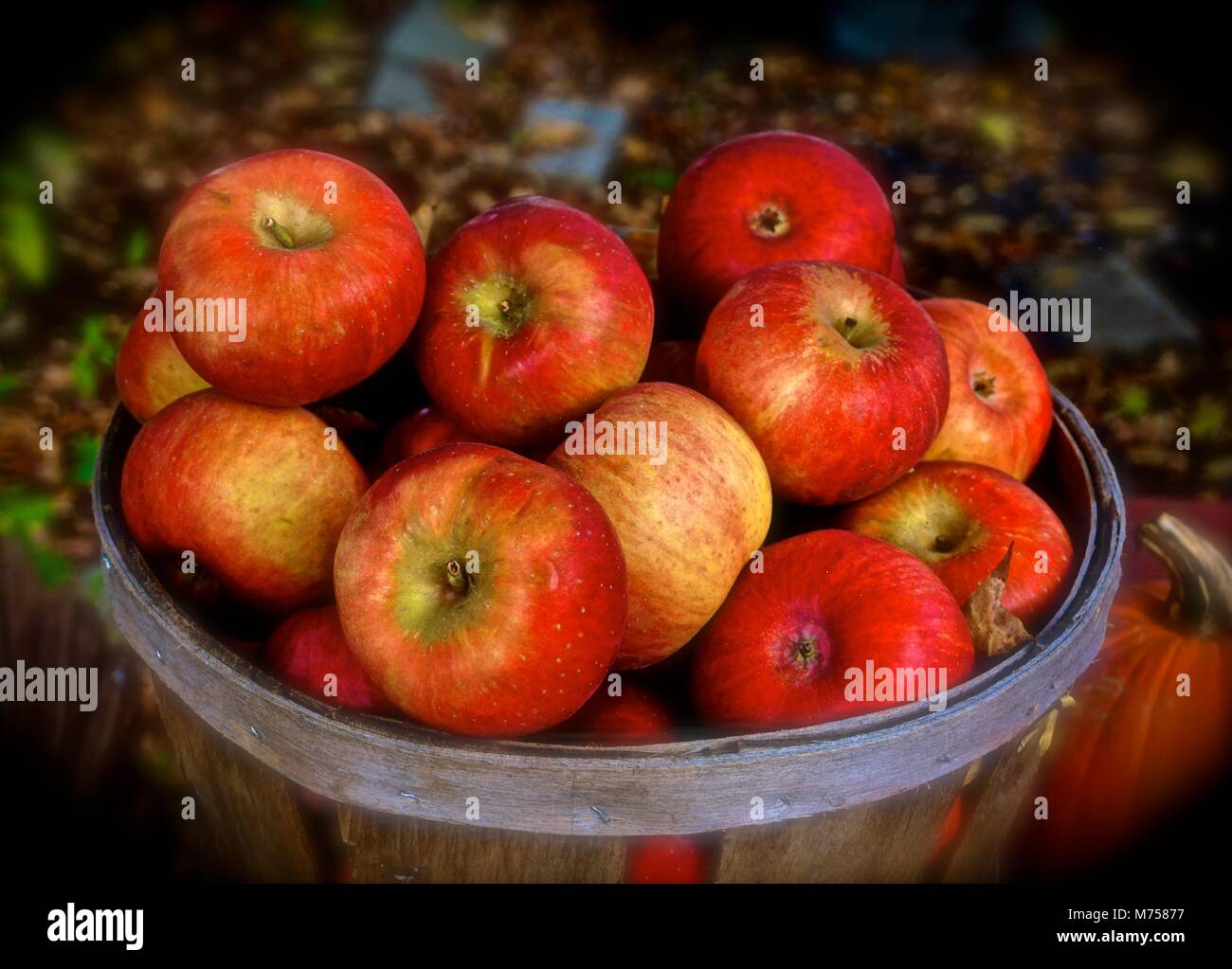 Basket of apples for sale at a country farm stand in the Poconos ...