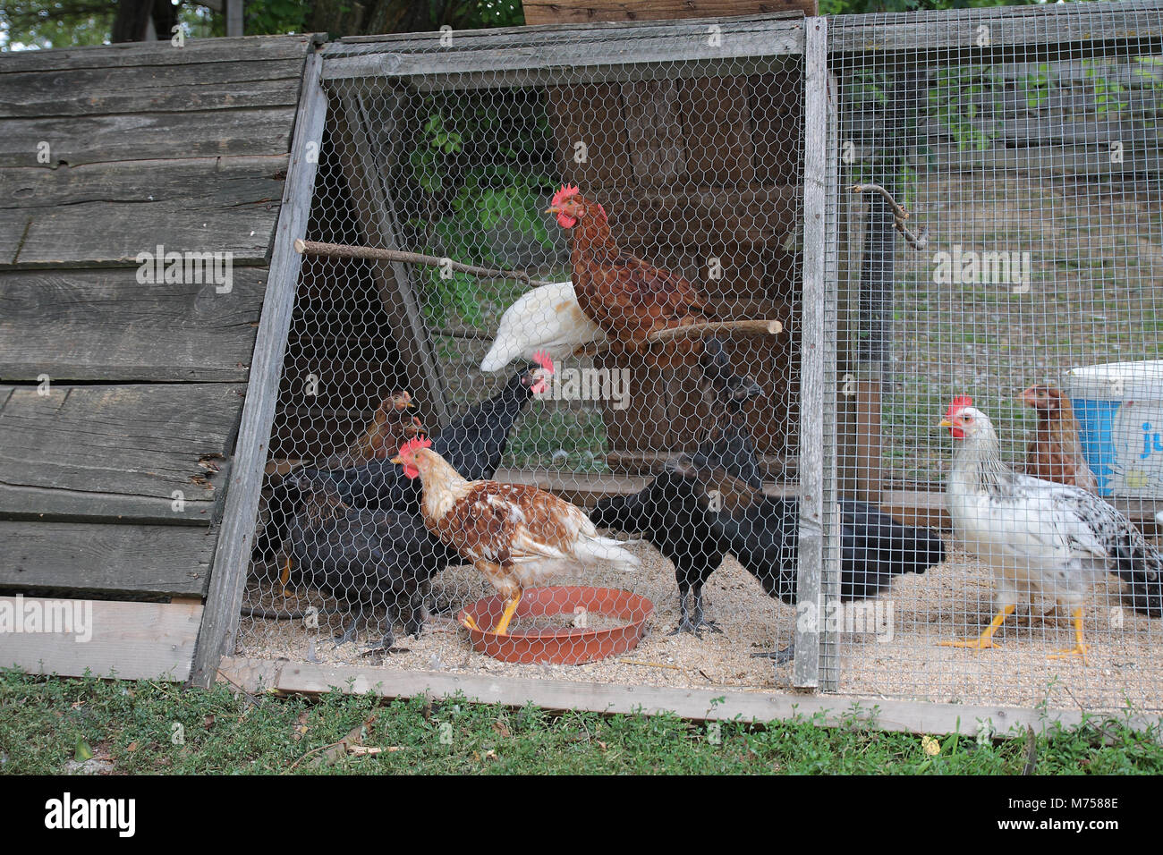 hens in a village farm Stock Photo - Alamy