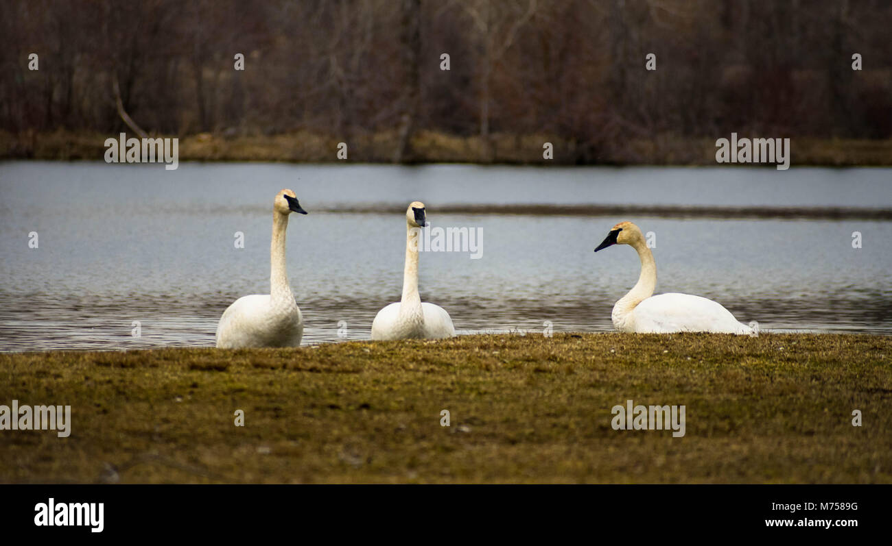 Swan gathering hi-res stock photography and images - Alamy