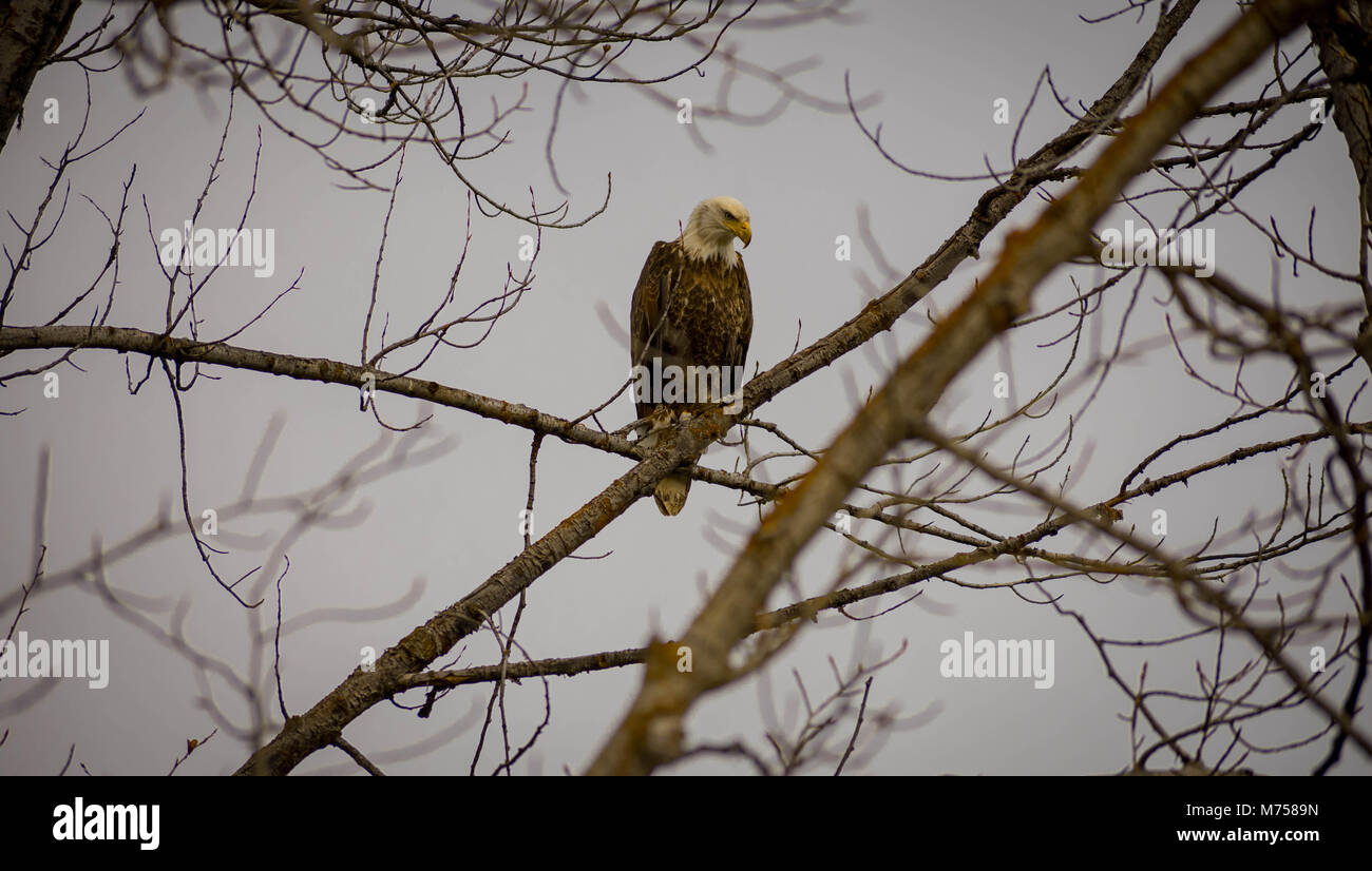 Mighty eagle hi-res stock photography and images - Alamy