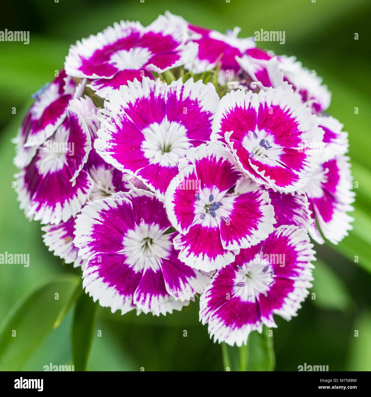 William bloom hi-res stock photography and images - Alamy