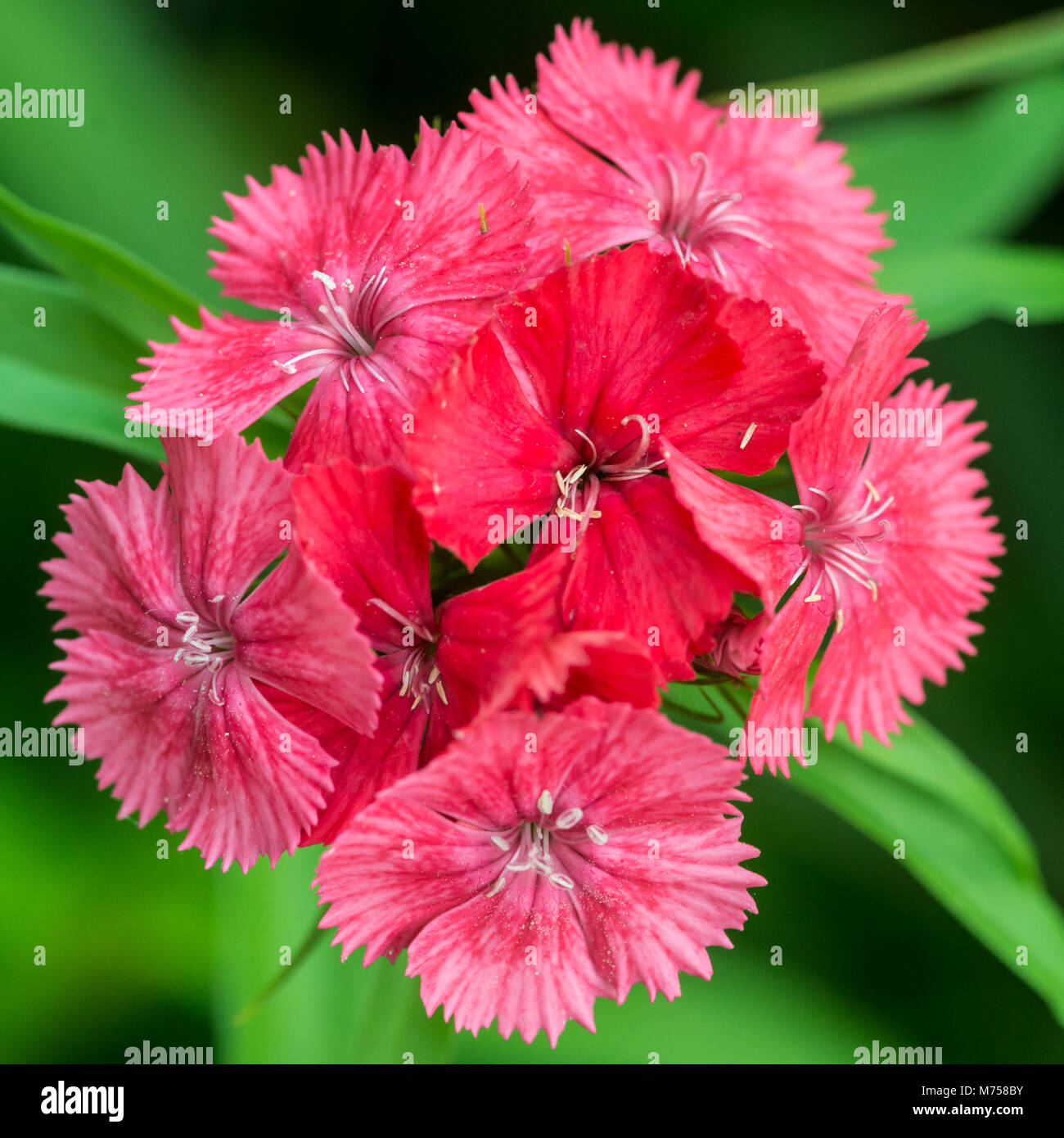 William bloom hi-res stock photography and images - Alamy