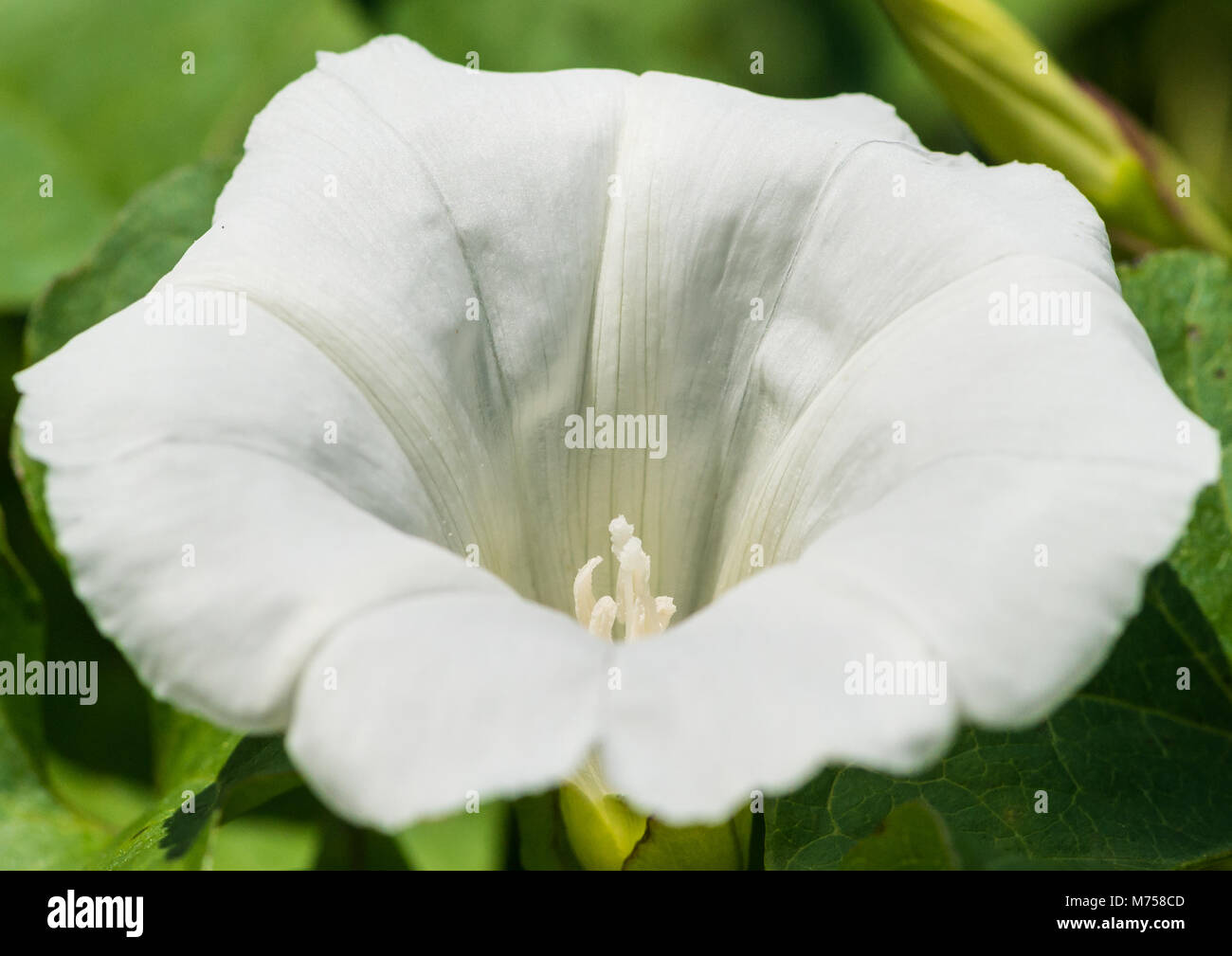 Macro stamen white flower hi-res stock photography and images - Alamy