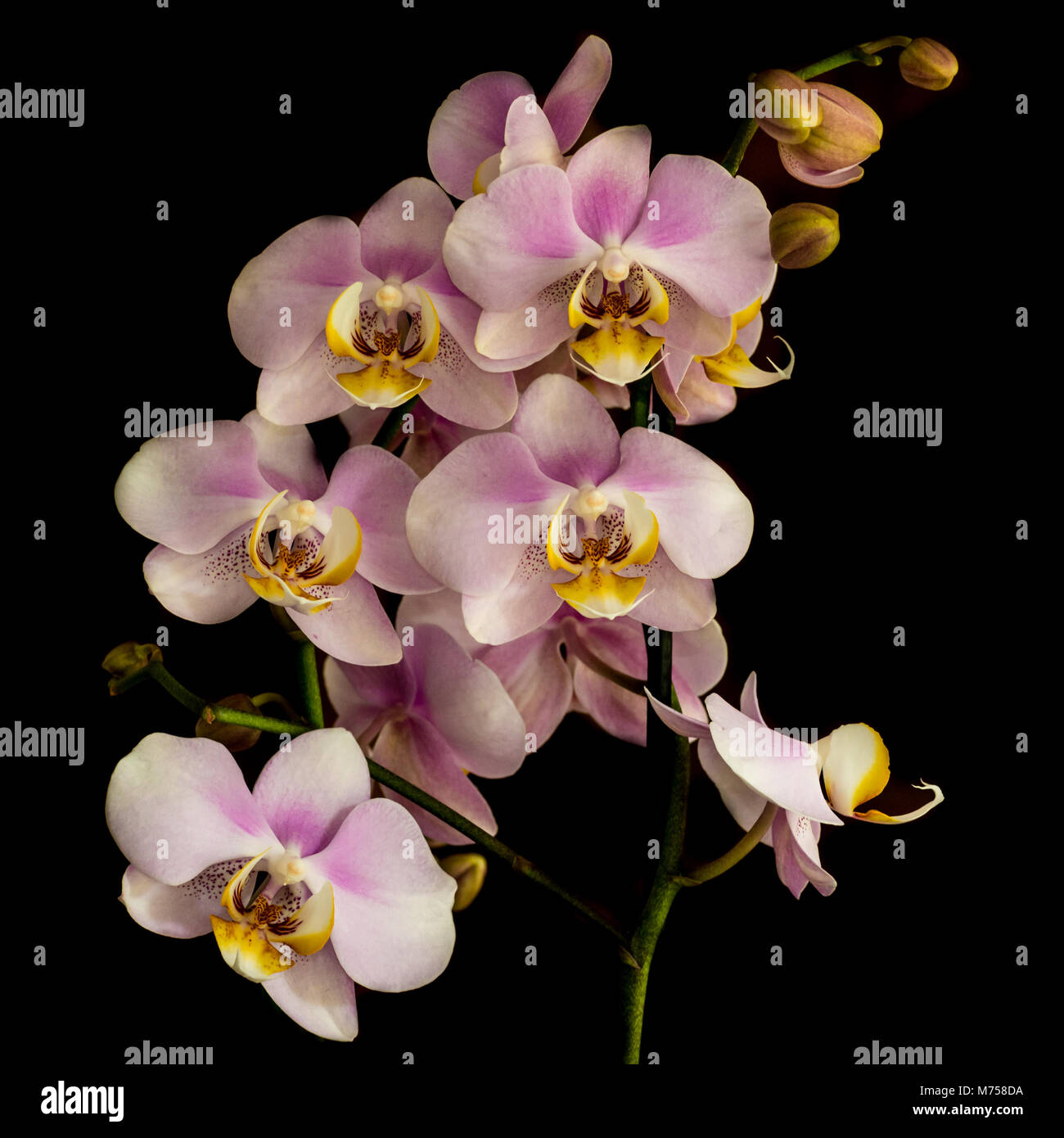 A macro shot of a cluster of moth orchid blooms Stock Photo - Alamy