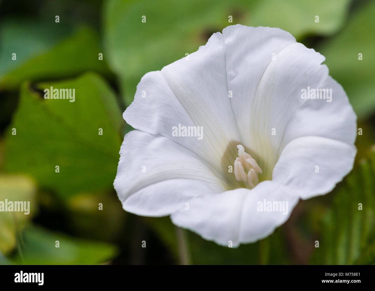 A macro shot of a white convolvulus bloom Stock Photo - Alamy