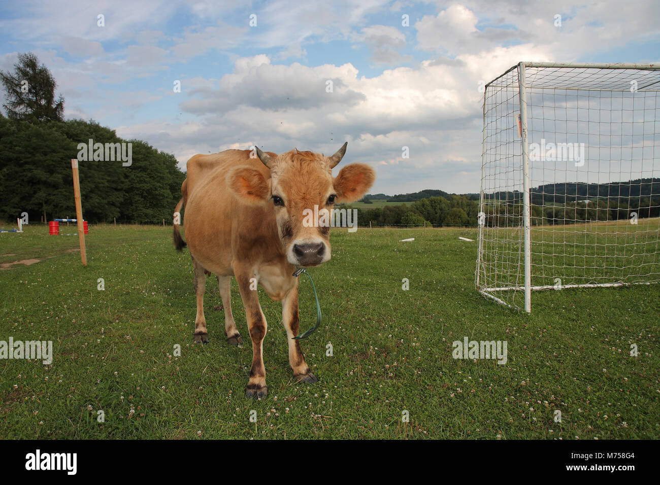 Brown cows grazing on a summer pasture between football goal Stock ...