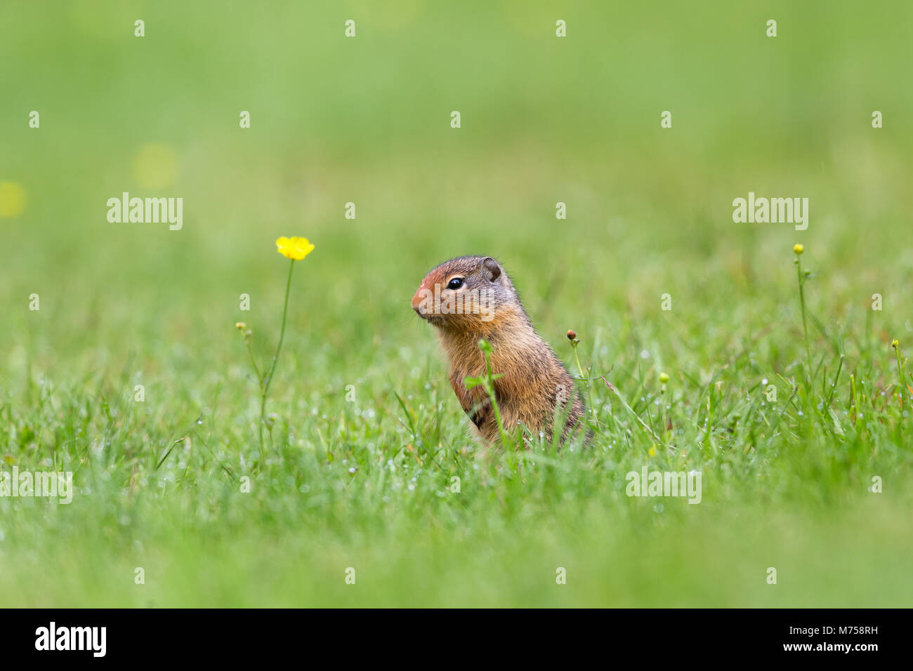 Richardson ground squirrel peering from burrow with yellow flowers on ...