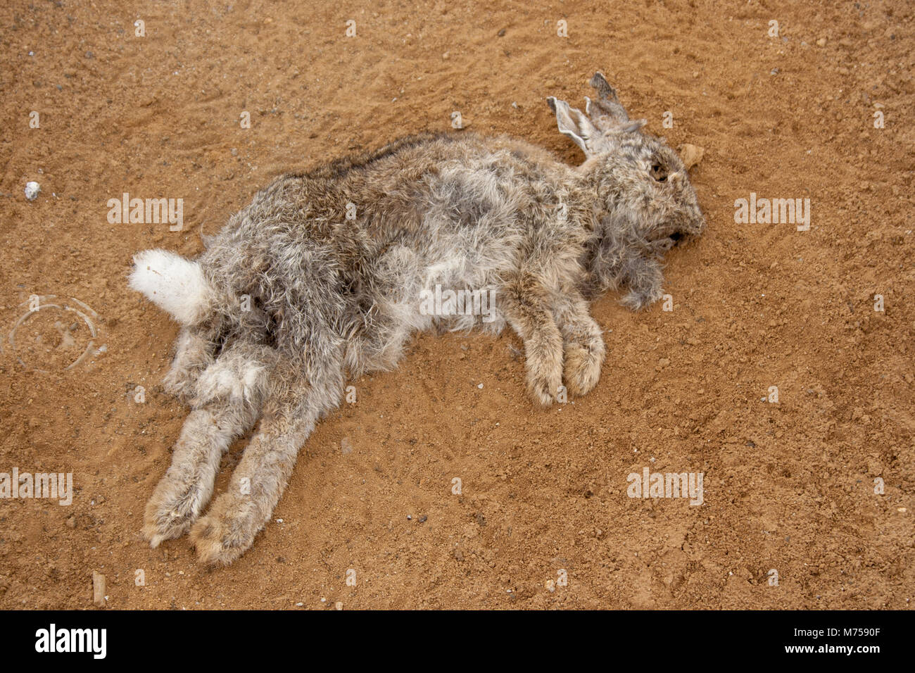 Animal footprints isolated hi-res stock photography and images - Alamy