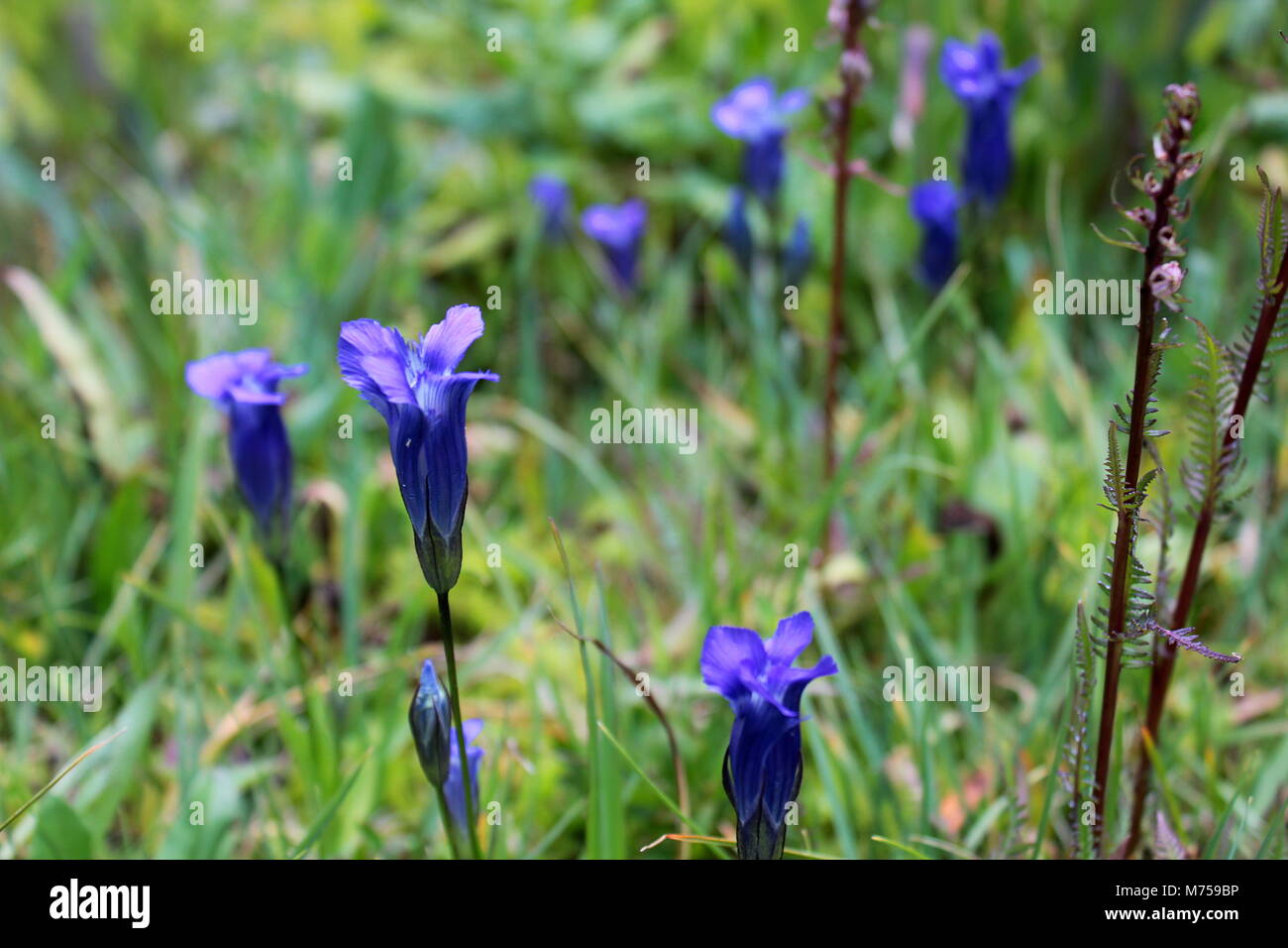 Gentian violet hi-res stock photography and images - Alamy